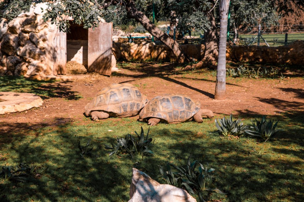 A Day Trip to Paphos ZOO, Cyprus